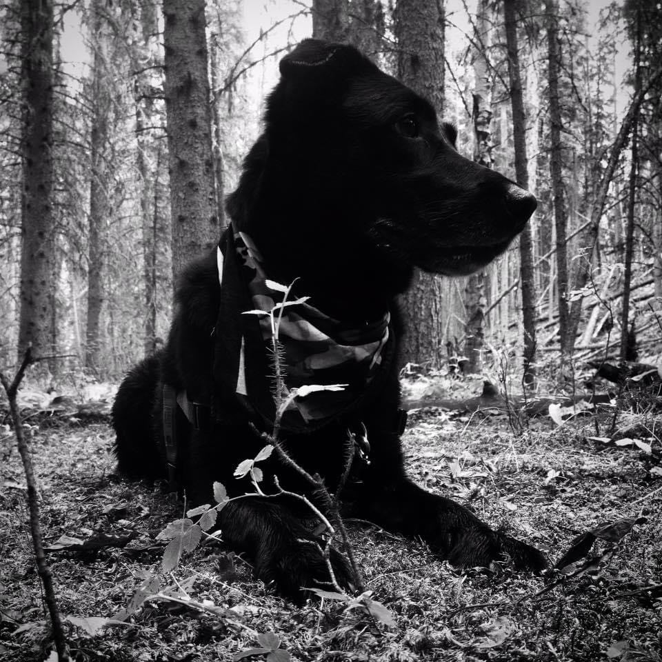 Pet Photography - Beyond Dog Training and Pet Services