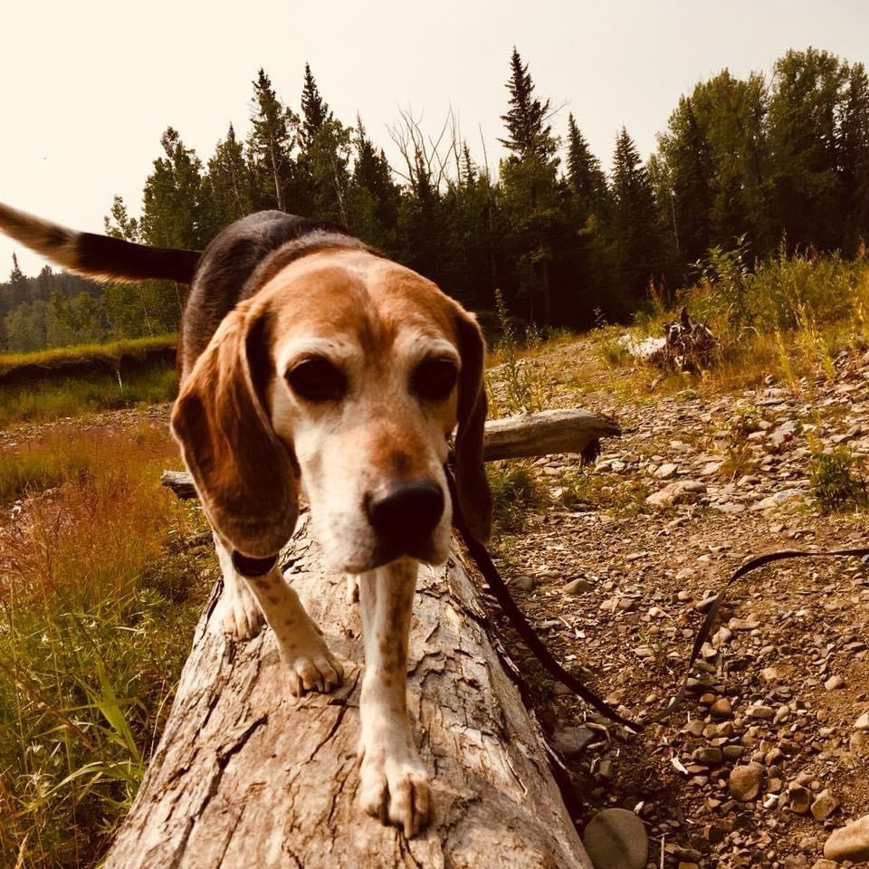 Pet Photography - Beyond Dog Training and Pet Services