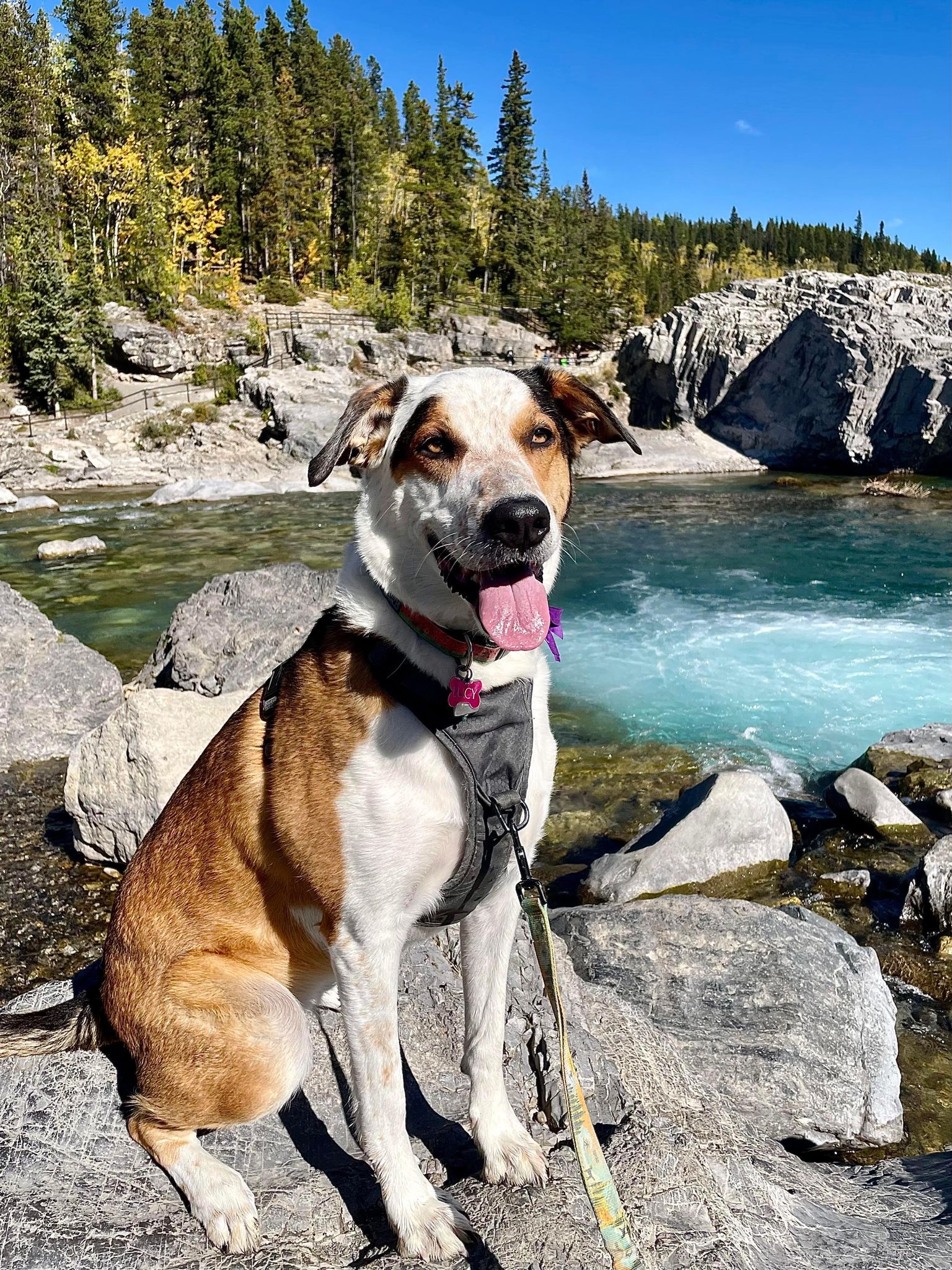 Pet Photography - Beyond Dog Training and Pet Services